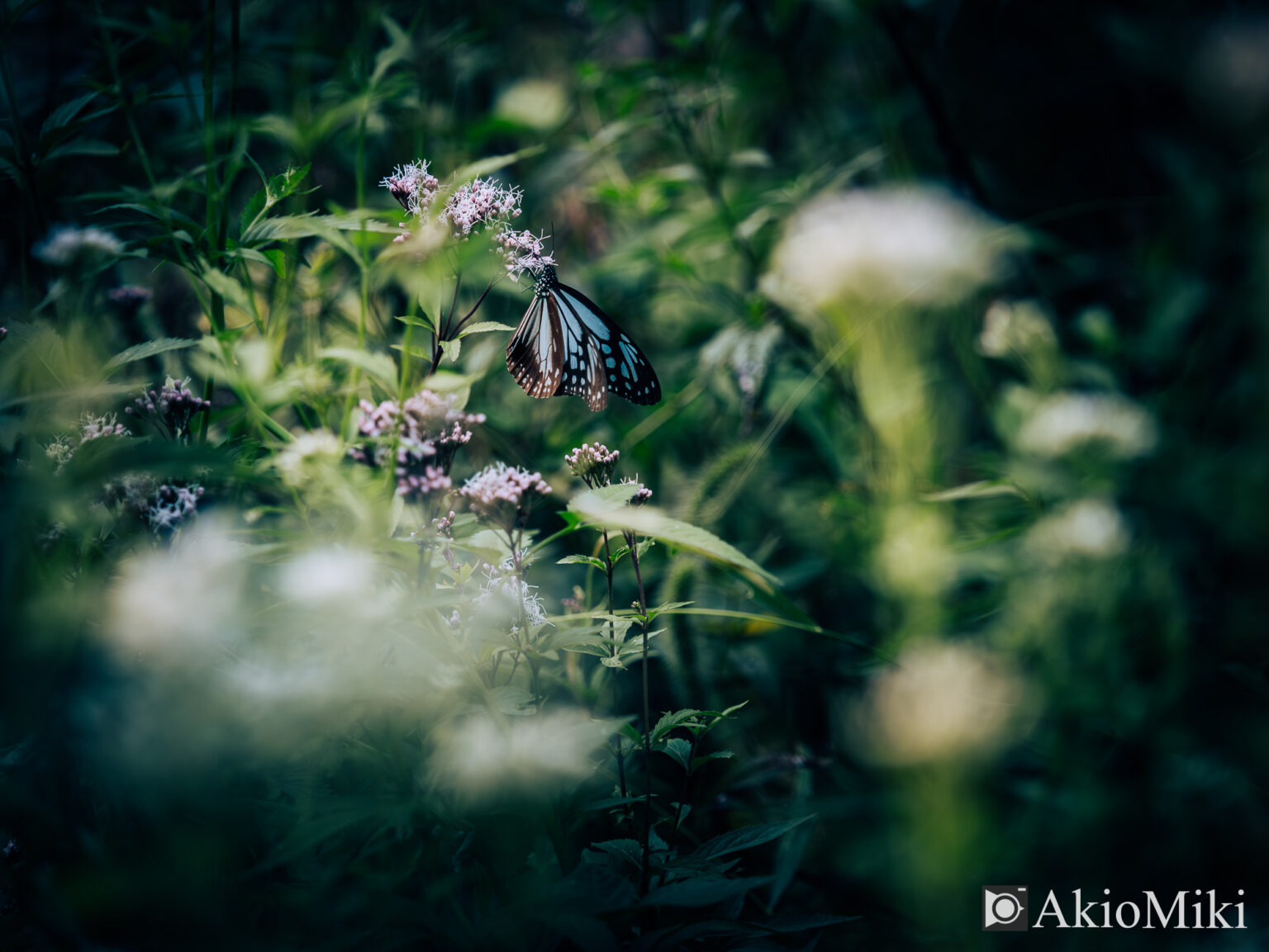 マイクロフォーサーズ(m4/3)のメリットとデメリットをユーザー歴4年のAkioが解説！ | Akio Miki