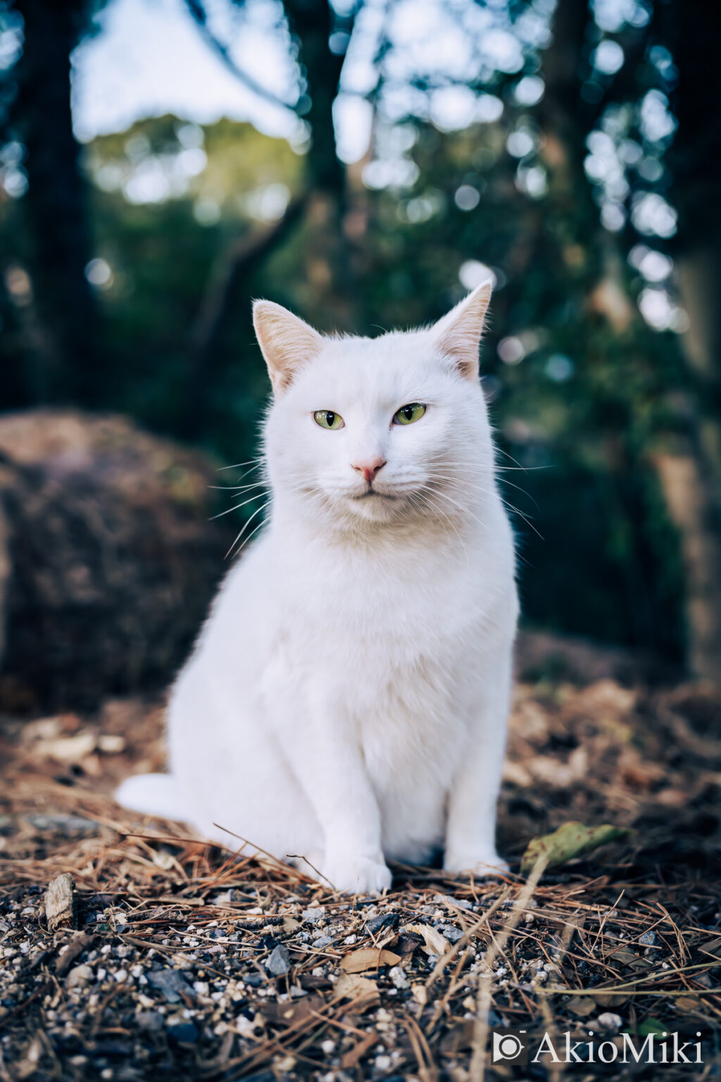 【2025年】中判デジタルカメラのおすすめ10選！メリットやデメリットも紹介 | Akio Miki