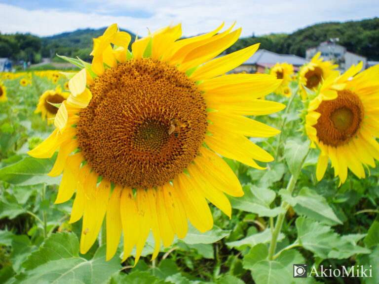 超小型軽量で1万円以下のボディキャップレンズ「BCL-1580」をレビュー！ | Akio Miki