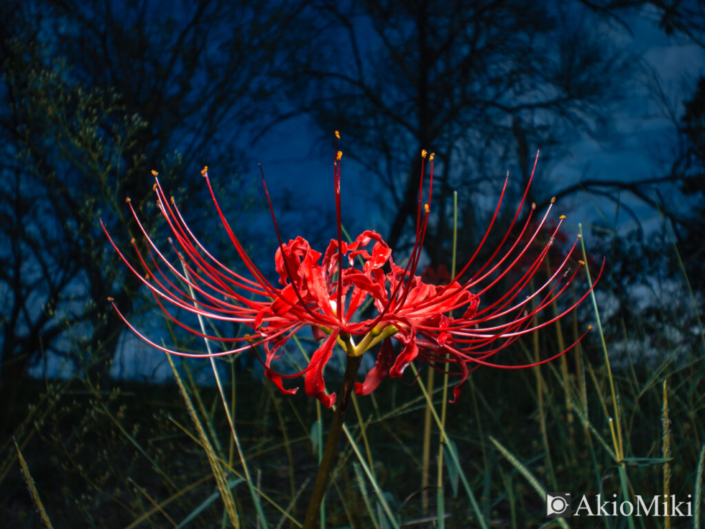 超小型軽量で1万円以下のボディキャップレンズ「BCL-1580」をレビュー！ | Akio Miki